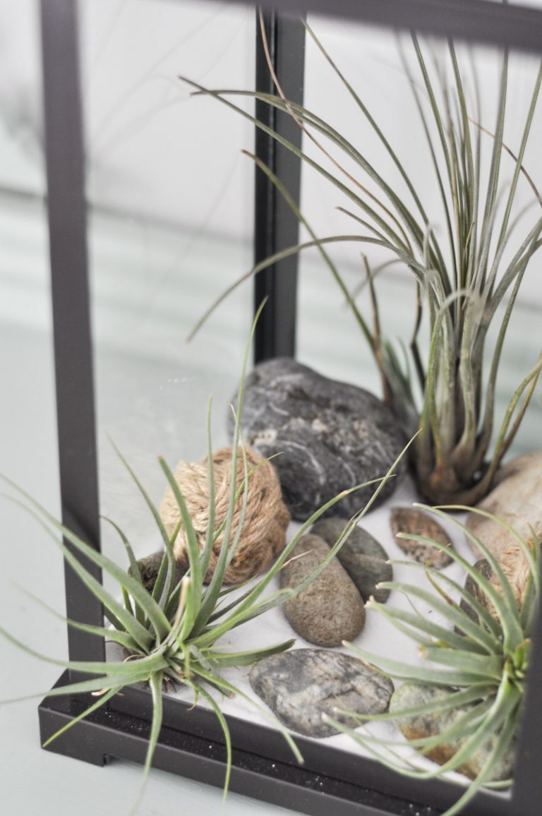 The Air Plant Terrarium - Suburble