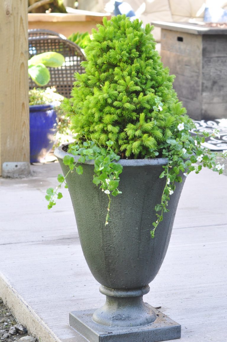 Dwarf Alberta Spruce Planter-10 - Suburble