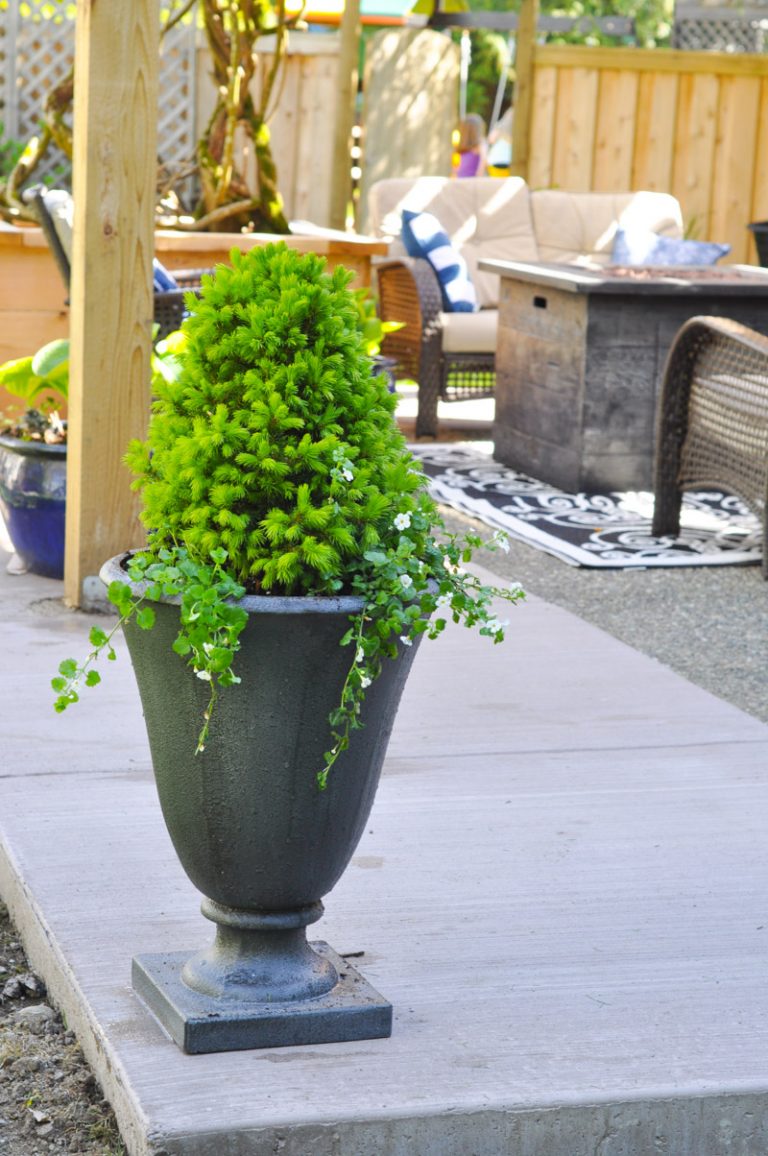 Dwarf Alberta Spruce Planter-11 - Suburble