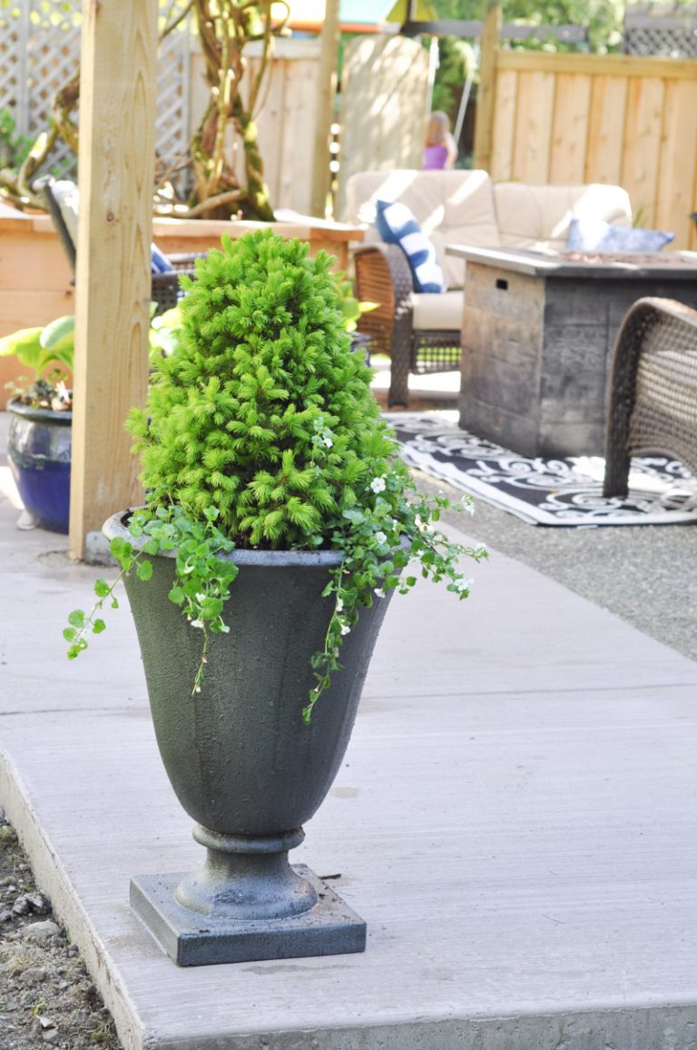 Dwarf Alberta Spruce Planter & A Miracle-Gro Giveaway! - Suburble