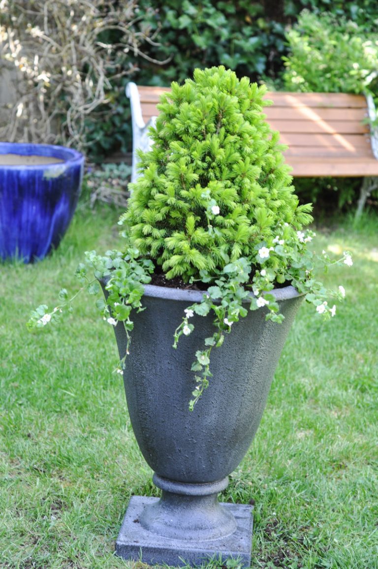 Dwarf Alberta Spruce Planter & A Miracle-Gro Giveaway! - Suburble