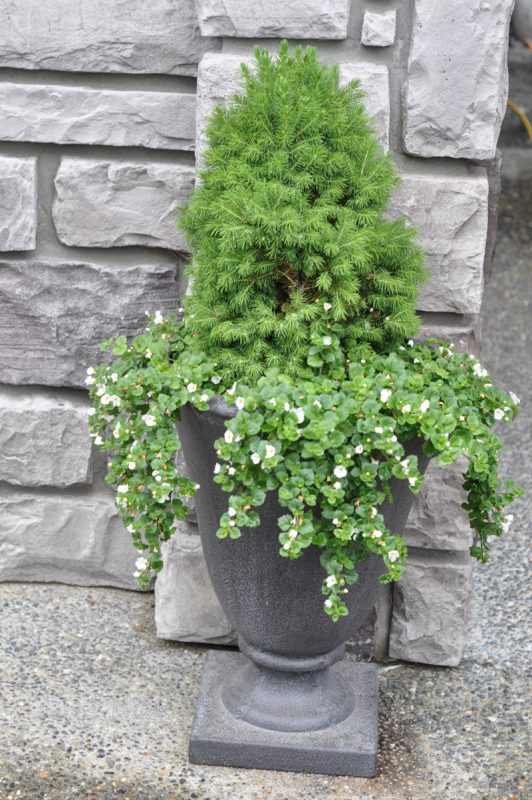 Dwarf Alberta Spruce Planter & A Miracle-Gro Giveaway! - Suburble