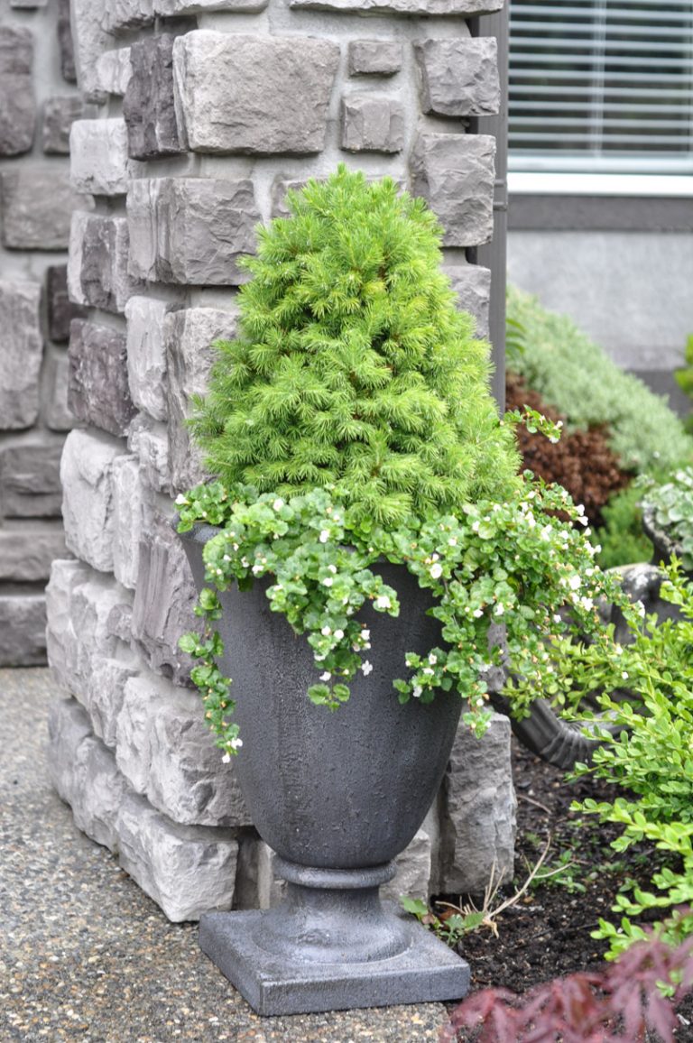 Dwarf Alberta Spruce Planter & A Miracle-Gro Giveaway! - Suburble